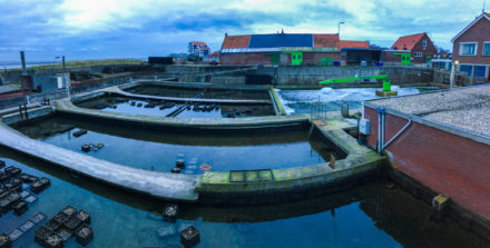 OESTERIJ in Yerseke: Muscheln, Austern und mehr • leckersein ° Foodblog ...